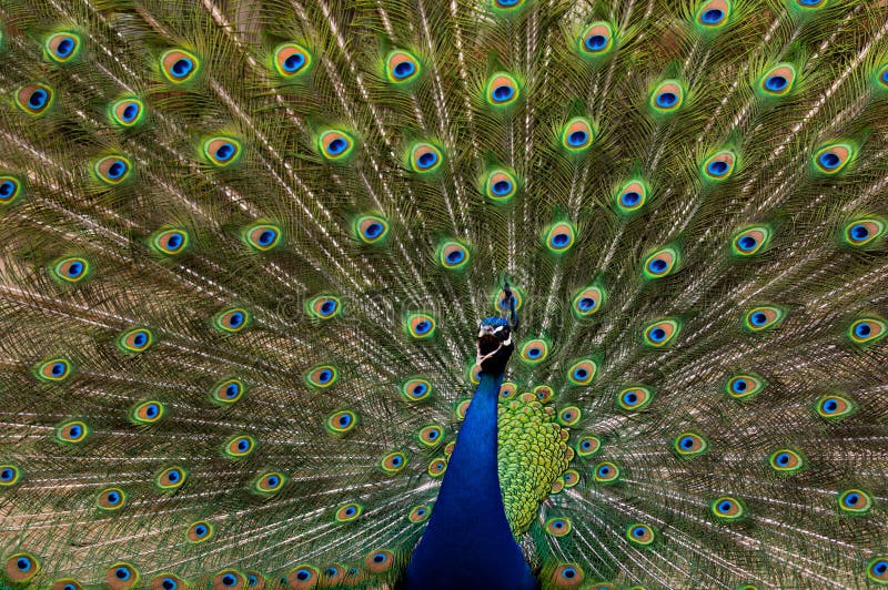 Singing Blue Peacock Isolated On White Background Stock Image Image Of Beautiful Peafowl