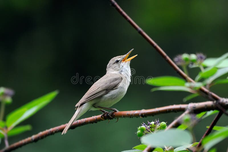 Singing Blyth S Reed Warbler Stock Photo - Image of songbird, marsh ...