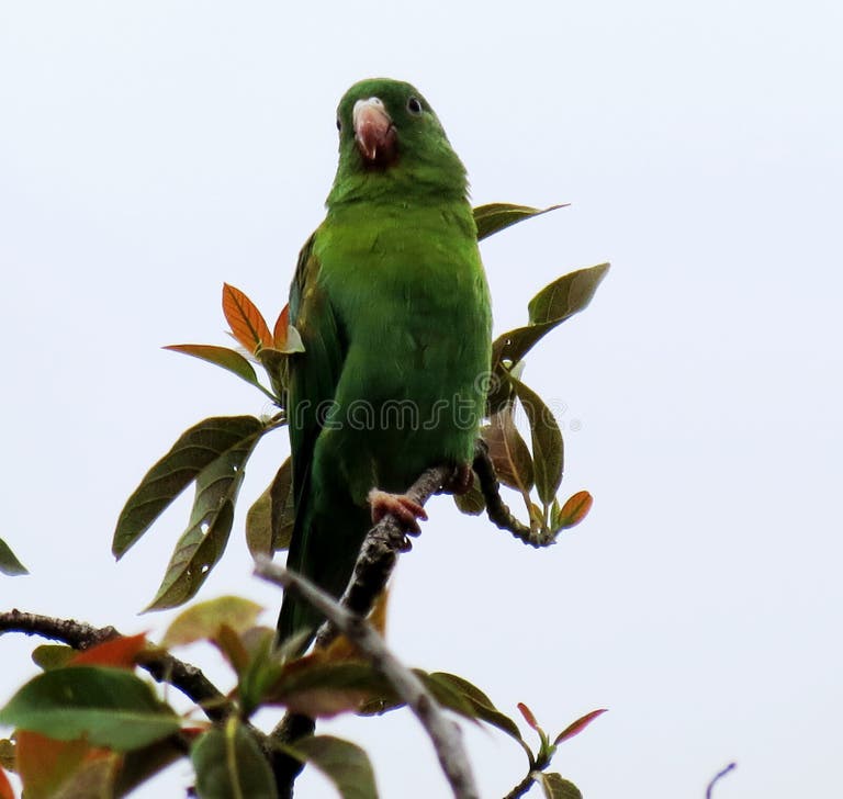 Singing in the branches stock image. Image of costarrican - 44127667