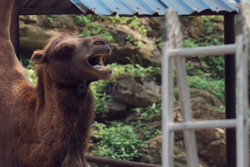 Singing Camel in the Sunlight Stock Image - Image of elegant, life ...