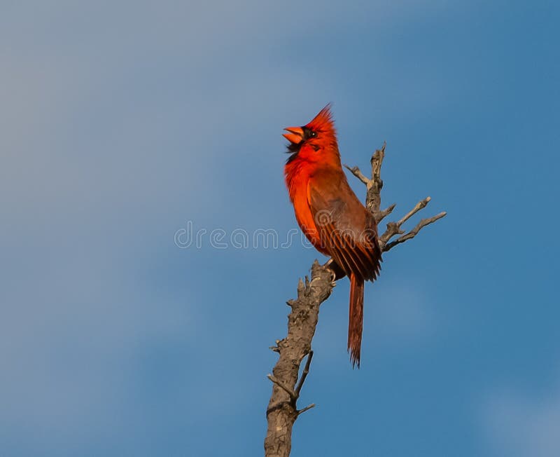 Singing Cardinal on Top of the World Stock Photo - Image of face, bird ...