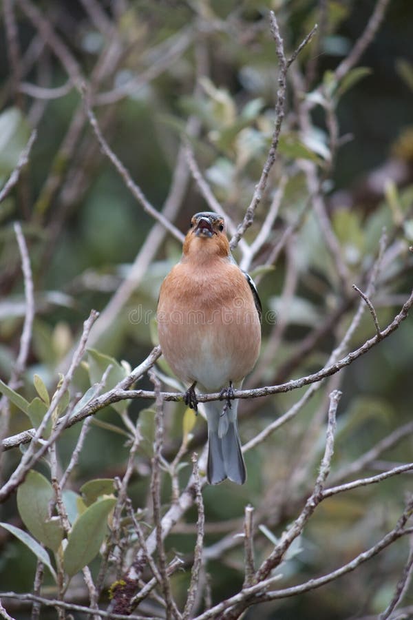 Singing chaffinch bird stock image. Image of bird, chaffinch - 2106911