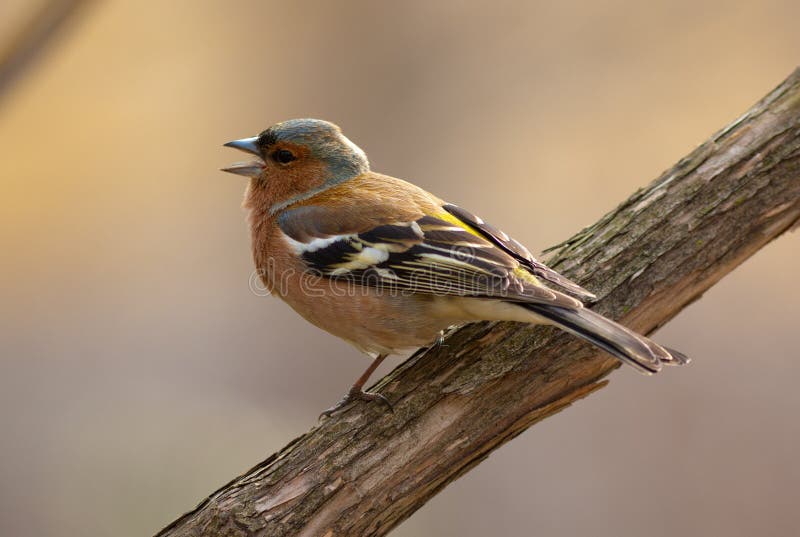 Singing chaffinch bird stock image. Image of bird, chaffinch - 2106911