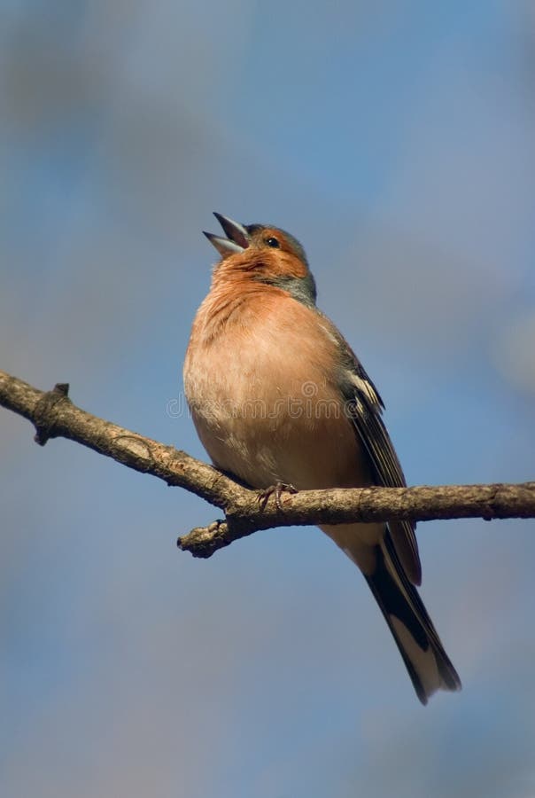 Singing chaffinch bird stock image. Image of bird, chaffinch - 2106911