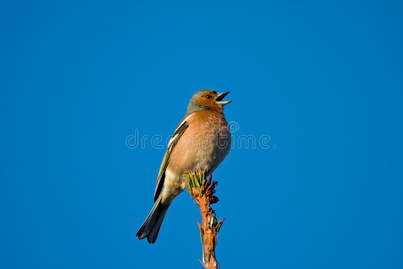 Singing chaffinch bird stock image. Image of bird, chaffinch - 2106911