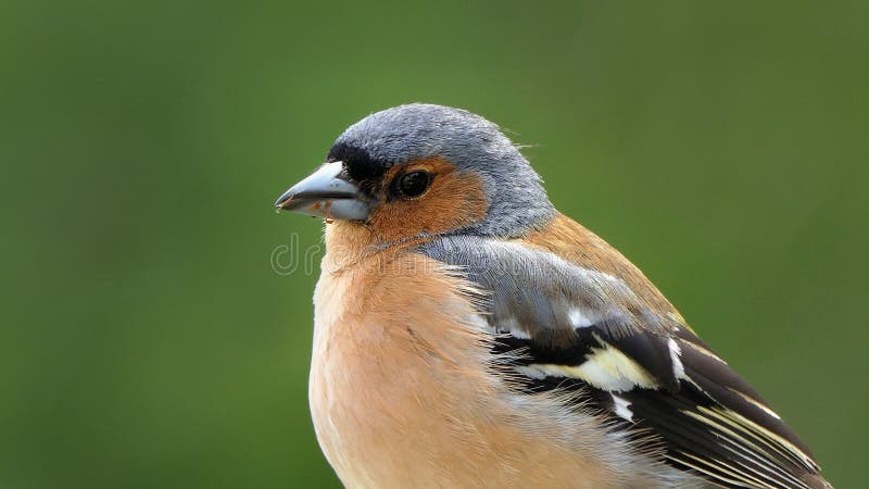 A Singing Chaffinch Sitting in a Tree UK Stock Image - Image of branch ...