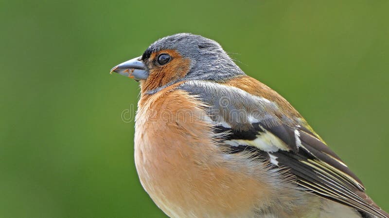 A Singing Chaffinch Sitting in a Tree UK Stock Photo - Image of mate ...