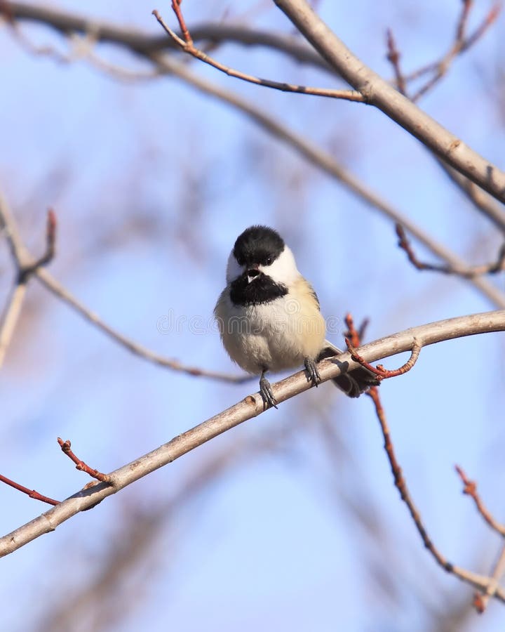 Singing Chickadee stock photo. Image of chickadee, poecile - 10652114