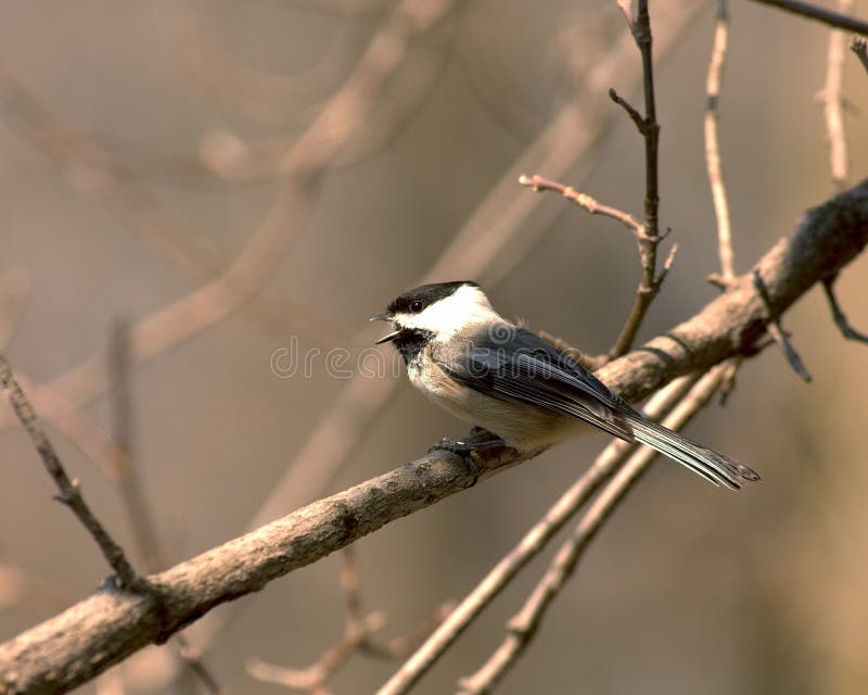 Singing Chickadee stock image. Image of singing, black - 633191