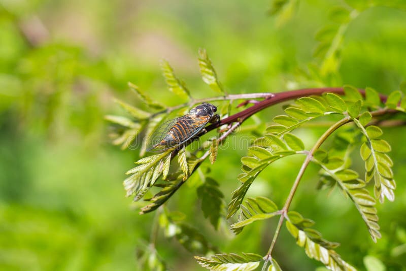Singing Cicada, a Large Insect on a Green Deciduous Tree on a Sunny ...