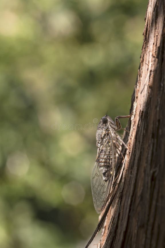 The singing cicada stock photo. Image of bark, male, nature - 95918552