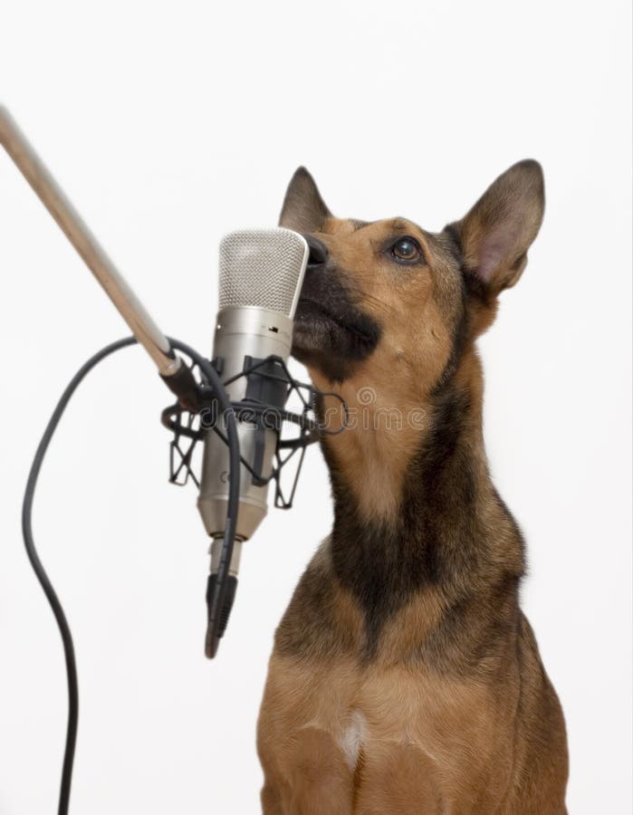 Singing Dog stock image. Image of isolated, white, artist - 1480029