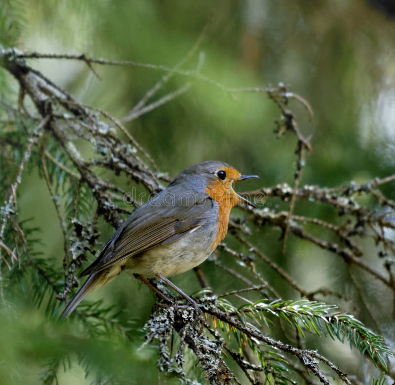 Singing European Robin Bird Stock Photo - Image of robin, wings: 71795778