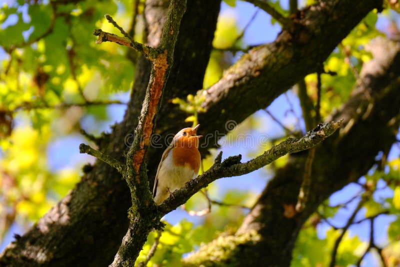 Singing European Robin in a Tree Surrounded by Forest with Unsharp ...