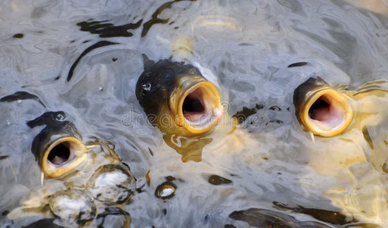 Singing Fish stock photo. Image of mouths, aqua, river - 7732952