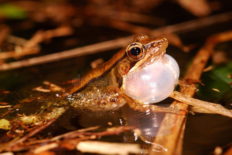 Singing Frog in Pond stock photo. Image of sing, ranidae - 15283712