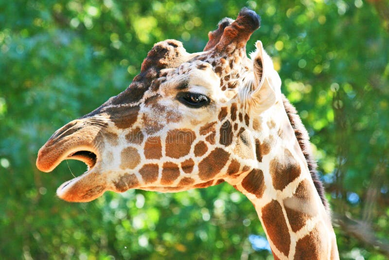Singing giraffe stock image. Image of mammal, close, nature - 28002039