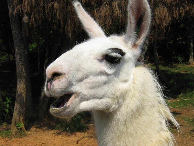 Singing llama stock image. Image of hairy, furry, pretty - 1010941