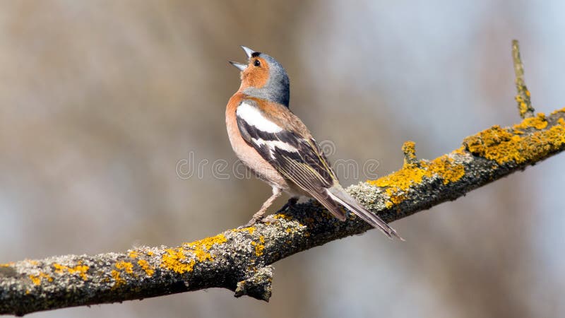 Singing Male Finch in Spring Stock Photo - Image of wing, hawfinch ...