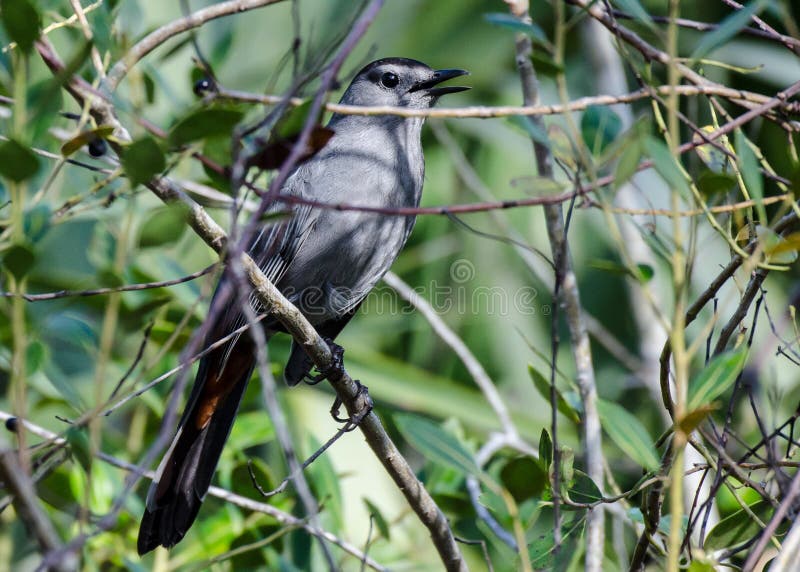 Singing Mockingbird stock image. Image of bill, mocking - 87287439