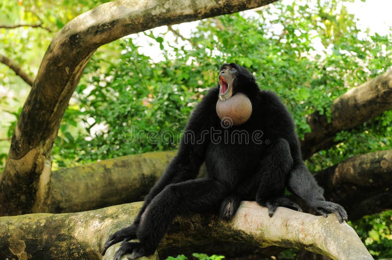 Singing Monkey stock photo. Image of curious, zoos, habitat - 20658924