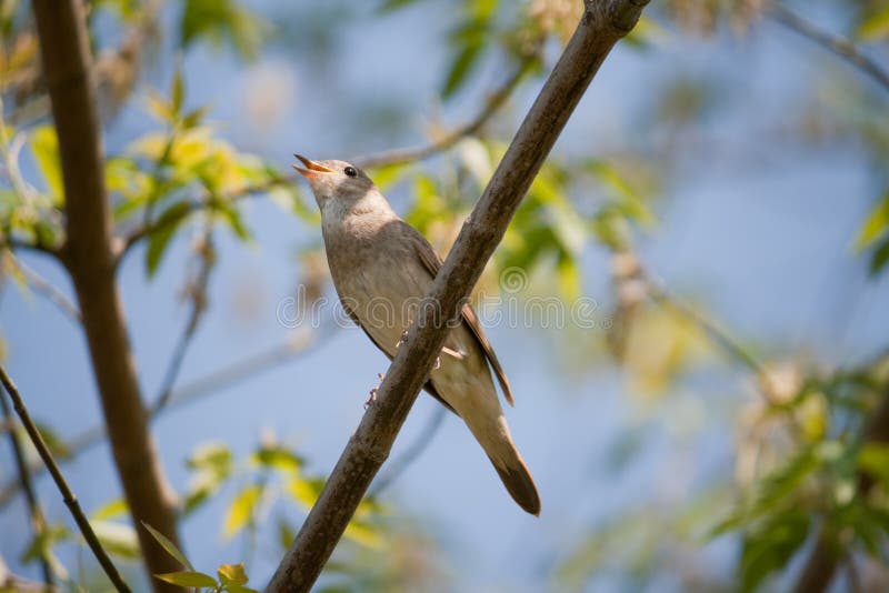 Singing nightingale stock image. Image of wood, copse - 14300291