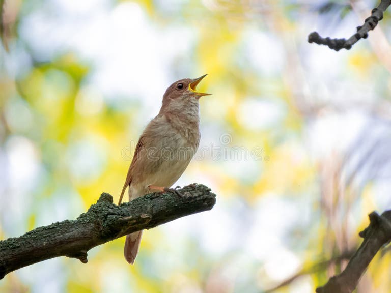 Singing Nightingale on a Tree Branch Stock Photo - Image of natural ...