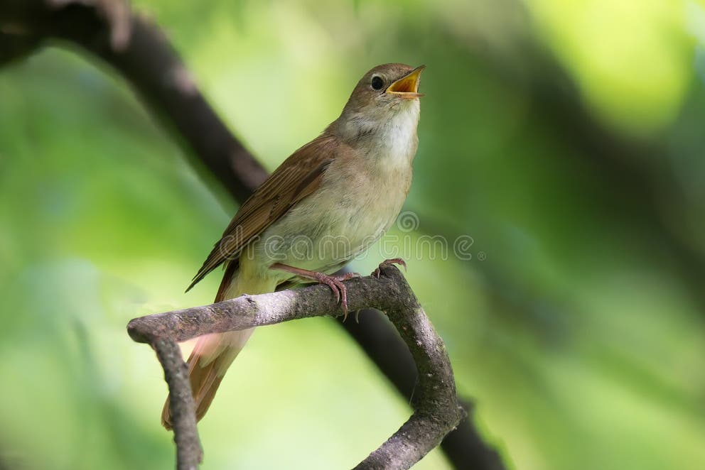 Singing Nightingale on a Tree Branch Stock Photo - Image of wildlife ...