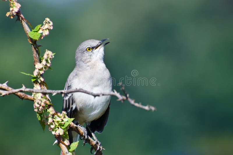 Mockingbird Calling Stock Photos - Free & Royalty-Free Stock Photos ...