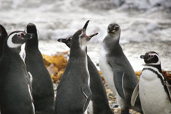 Singing Penguins stock image. Image of beak, four, animals - 4332623