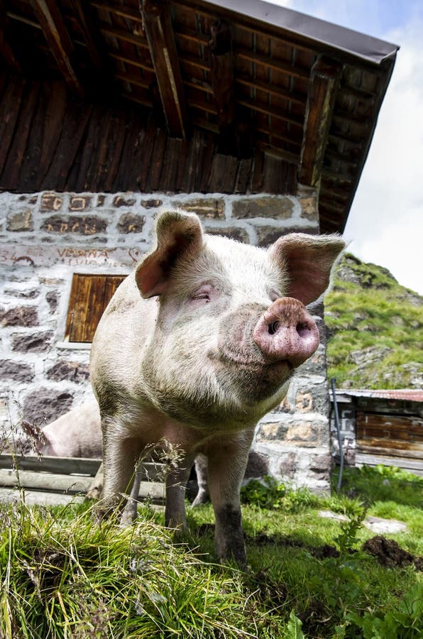 Singing Pig Stock Photos - Free & Royalty-Free Stock Photos from Dreamstime