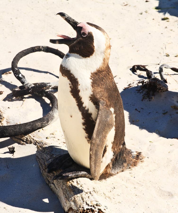Singing penguin stock photo. Image of safari, strut, africa - 22694042