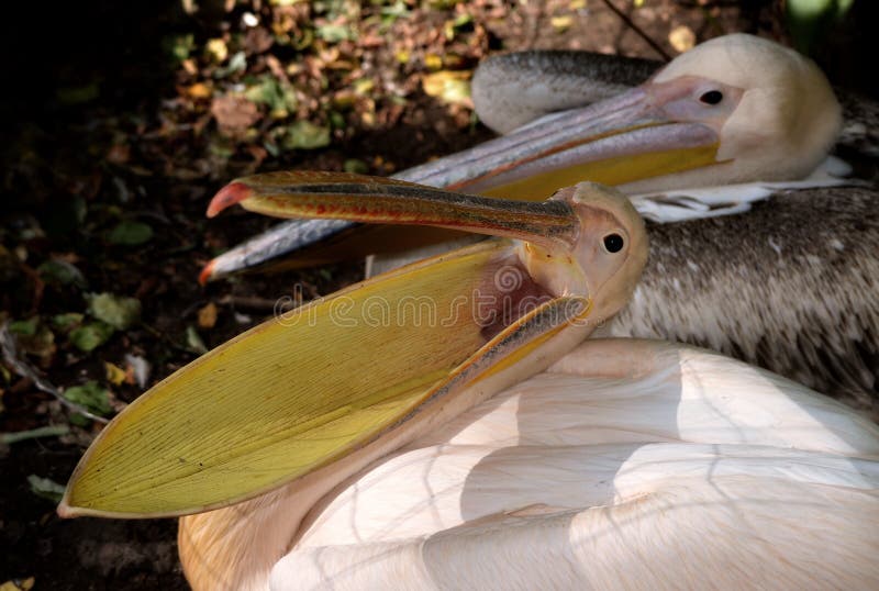 Singing pink Pelican stock photo. Image of singing, pelican - 66367418
