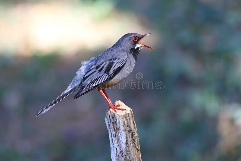 Red Legged Thrush Turdus Plumbeus Cuba Stock Photo - Image of cuban ...