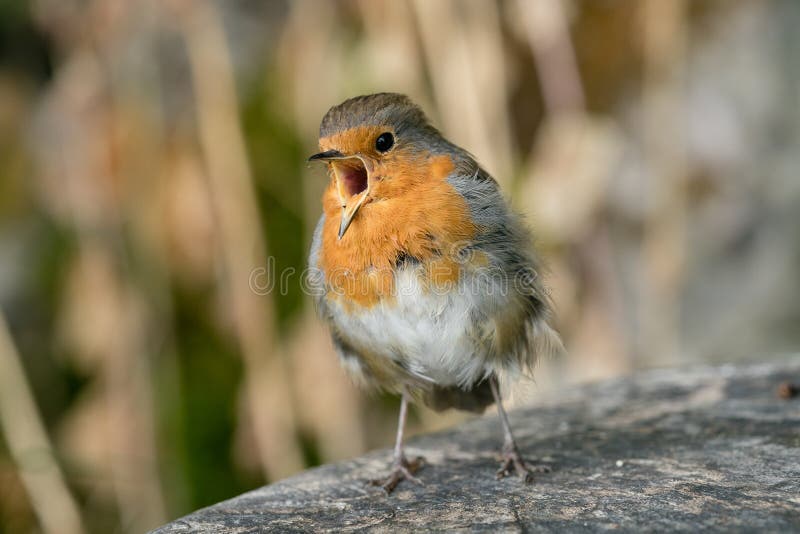 Singing robin stock photo. Image of family, open, breast - 155113434