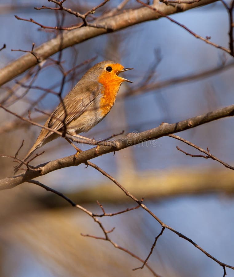 A singing Robin stock photo. Image of bird, special, seldom - 21975358