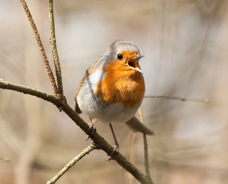Singing Robin bird stock photo. Image of robin, nature - 18225940