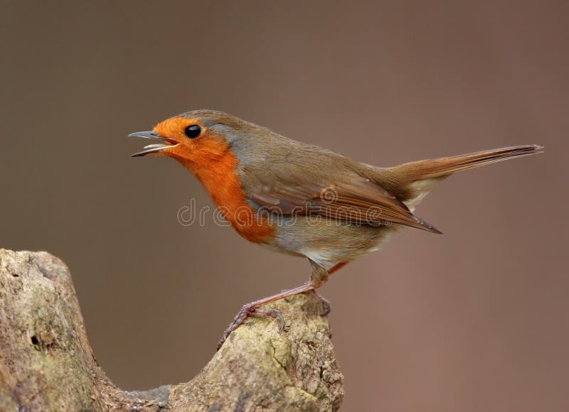 Singing Robin bird stock photo. Image of robin, nature - 18225940