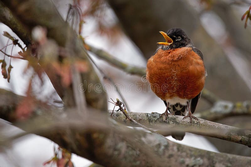Singing Robin Bird stock photo. Image of rain, singingbird - 112689780