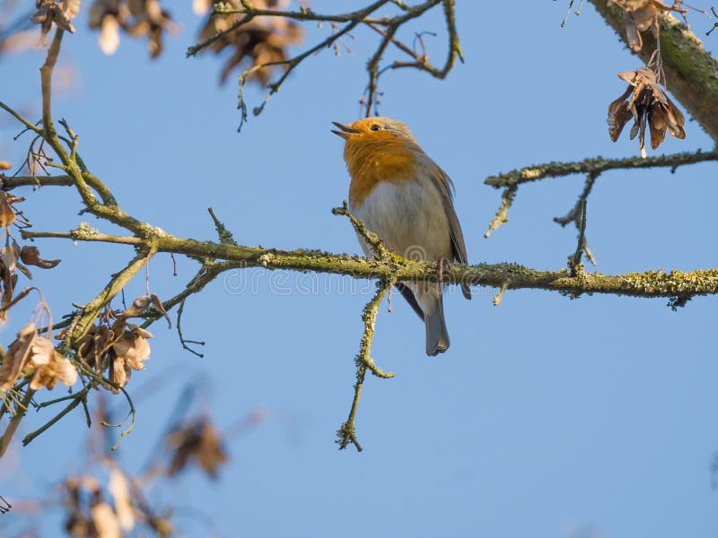 Singing Robin Perches on a Tree Branch Stock Photo - Image of robin ...