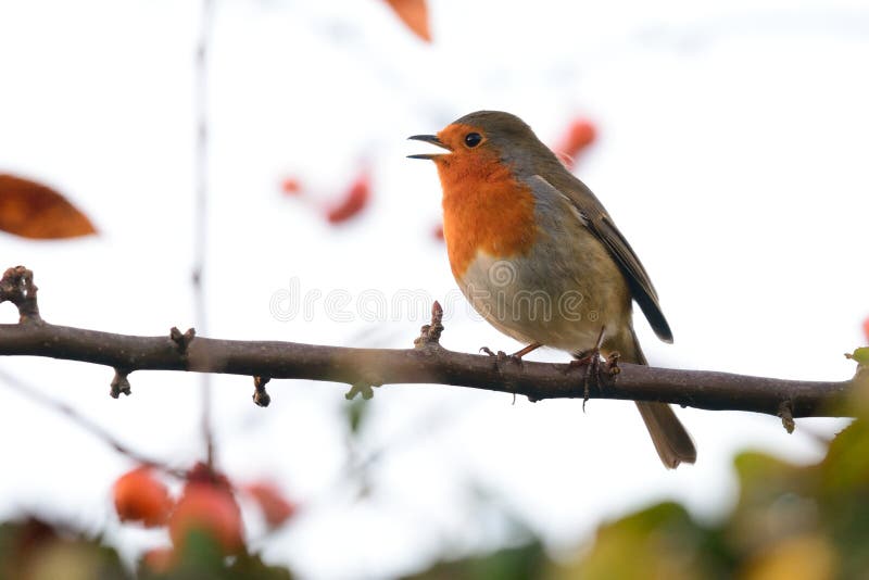 Singing robin stock photo. Image of robin, wildlife, sideview - 92816906