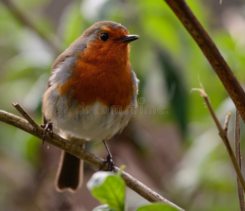 Singing robin stock photo. Image of closeup, bird, rain - 107529930