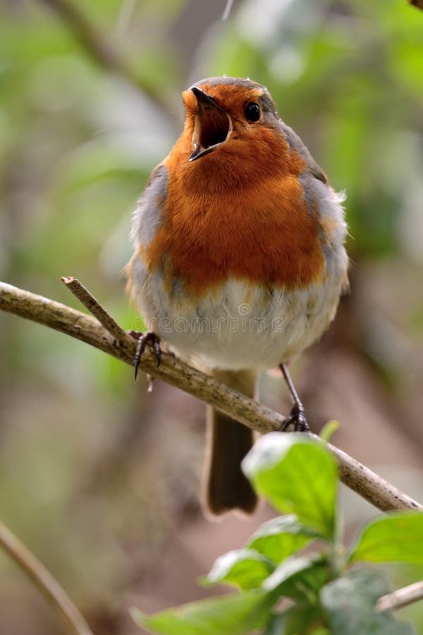 Singing robin stock image. Image of natural, nature - 107529947