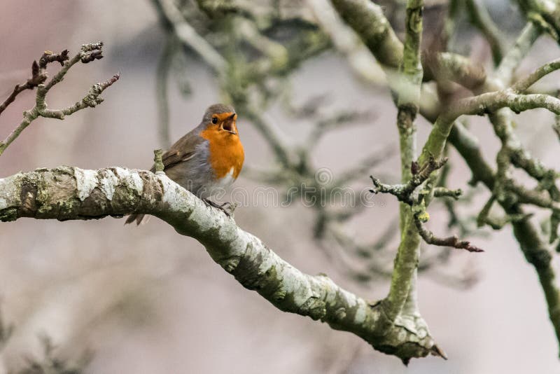 Singing Robin on Tree Branch Stock Image - Image of bird, outdoor: 83963799