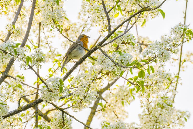 Singing Robin among White Inflorescences of Blooming Tree Stock Image ...