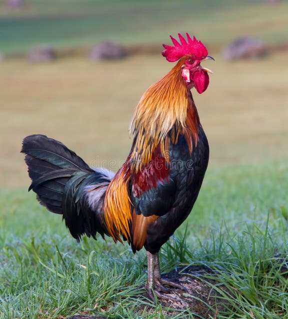 Singing Rooster stock photo. Image of colorful, species - 27770536