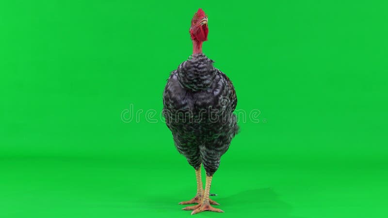 Singing Rooster on Green Screen Stock Video - Video of animal, white ...