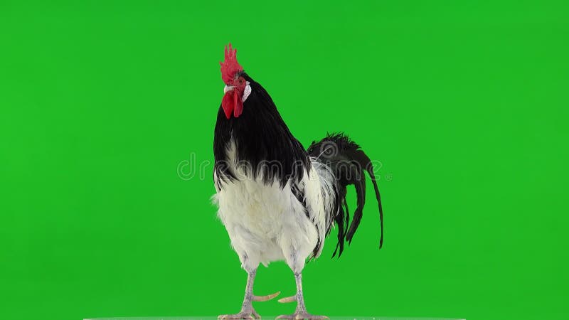 Singing Chicken on Green Screen Stock Video - Video of plumage, poultry ...
