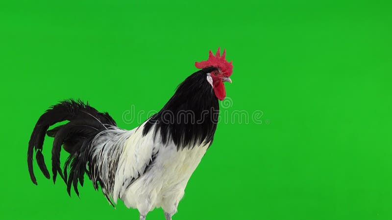 Singing Chicken on Green Screen Stock Video - Video of plumage, poultry ...