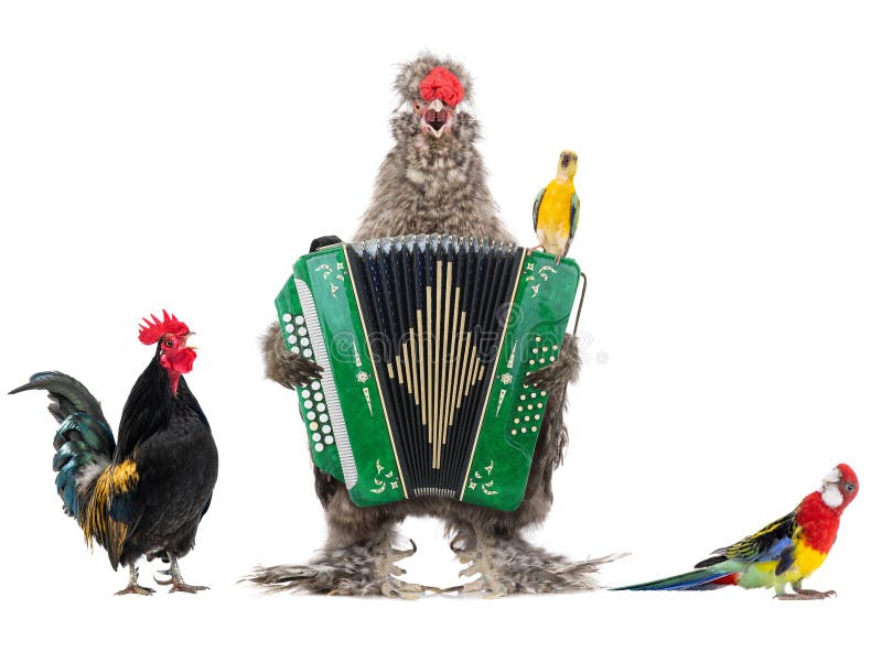 Rosella Extrem Cartoon Stock Photos - Free & Royalty-Free Stock Photos ...